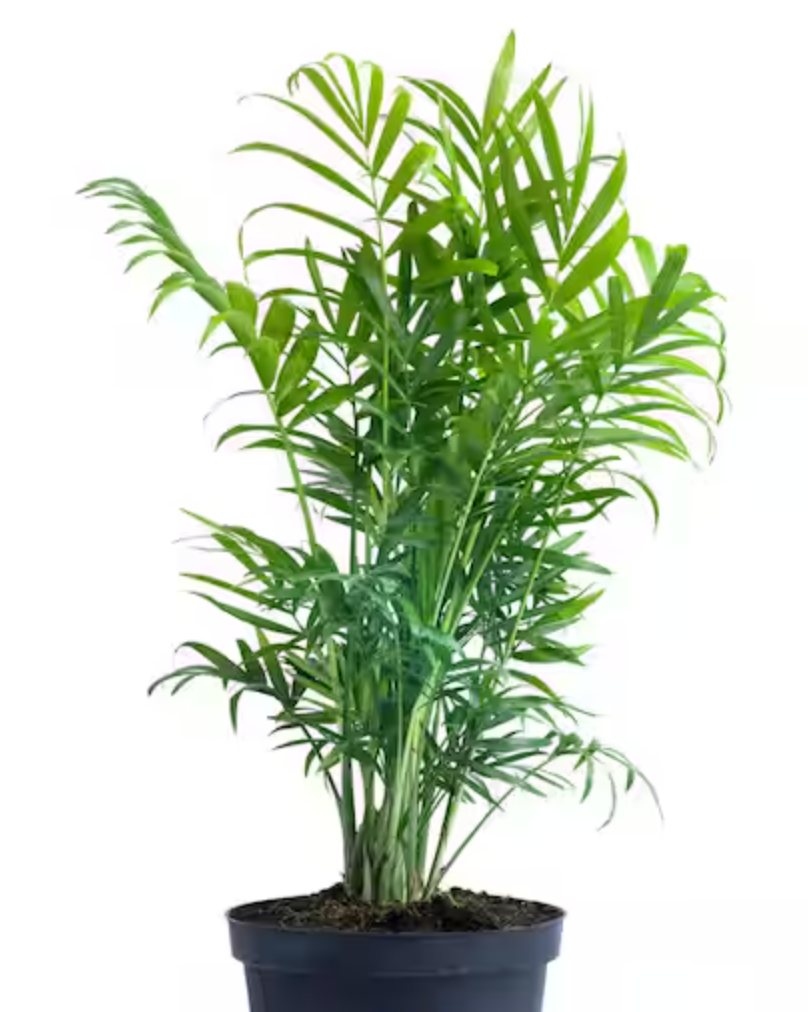 Neanthe Bella / Parlor Palm 6 inch pot | Rivertown Plants