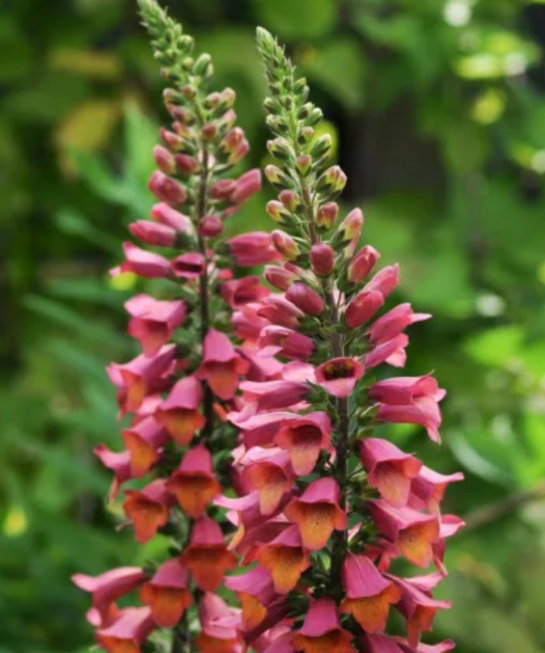 DIGITALIS DWARF RED - foxglove 1 C | Rivertown Plants