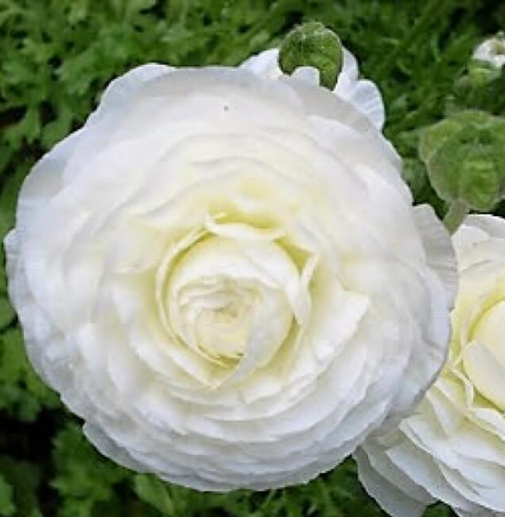 Ranunculus Sprinkles White - 4.5" | Rivertown Plants