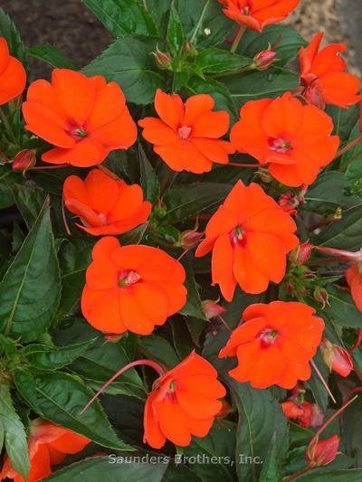 Sunpatiens Variety of Color 4.5 inch | Rivertown Plants
