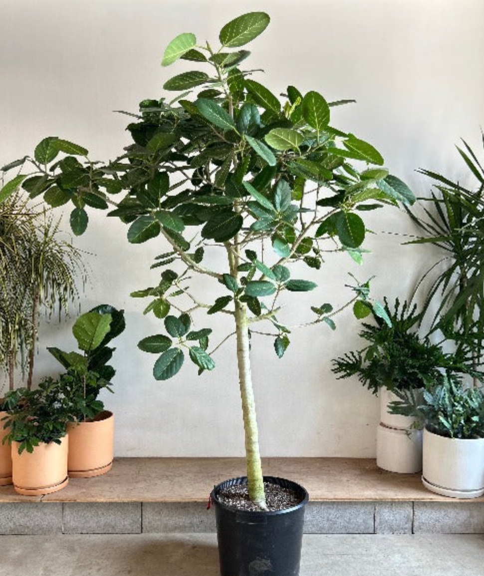FICUS AUDREY STANDARD 17 Inch | Rivertown Plants