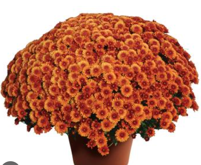 Mum Copper Coin Bronze - 4" | Rivertown Plants