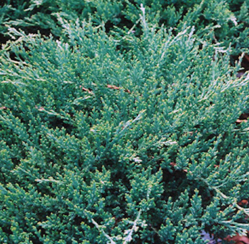 Sargent's Juniper / Juniperus chinensis 'var. sargentii' 3 gallon ...