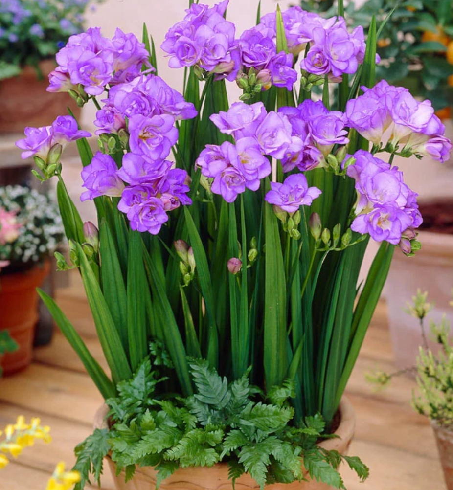 Freesia 4 inch | Rivertown Plants